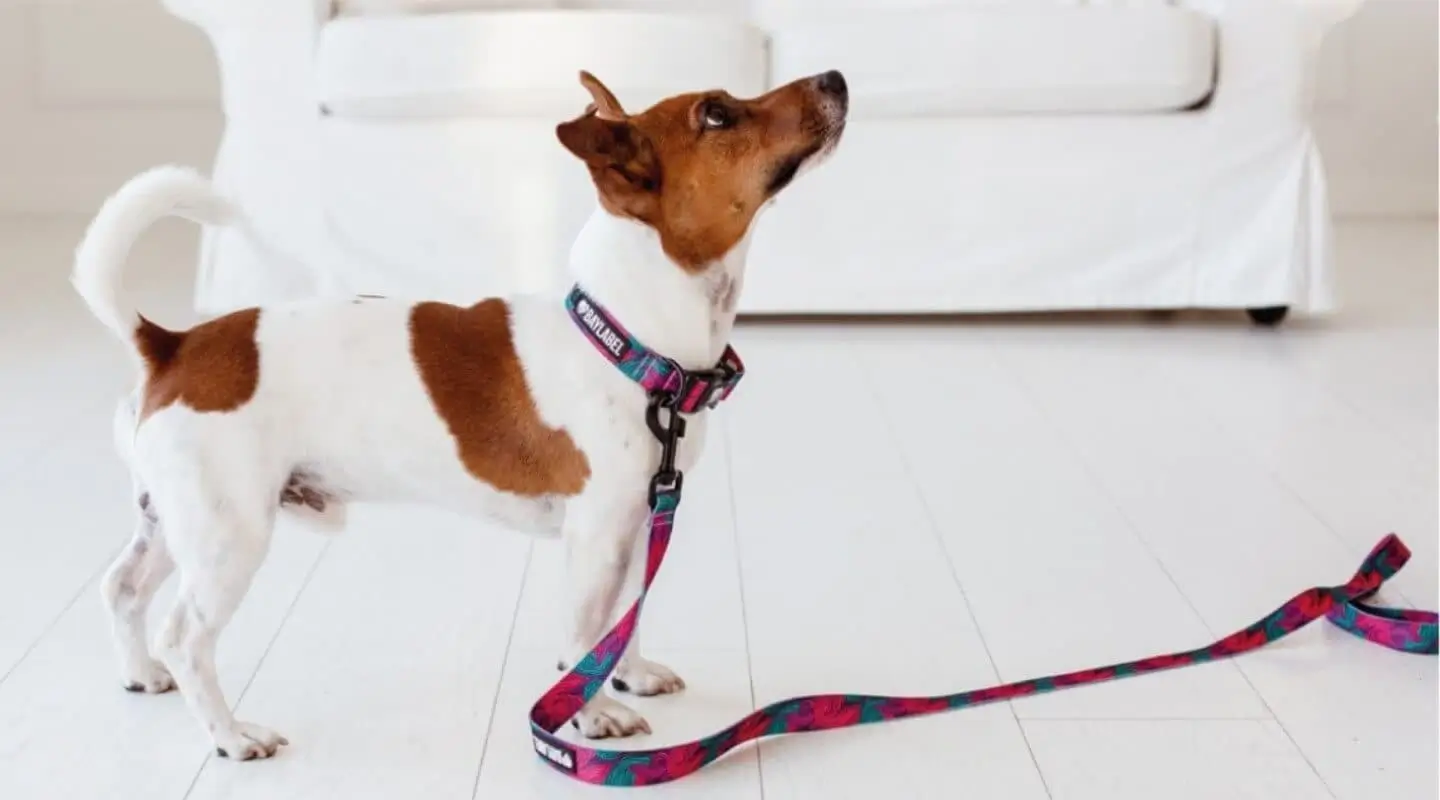 Smycze, obroże i szelki dla psa i kota